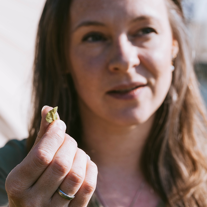 Foraging Walk at Bradford's Judy Woods | Bradford Literature Festival