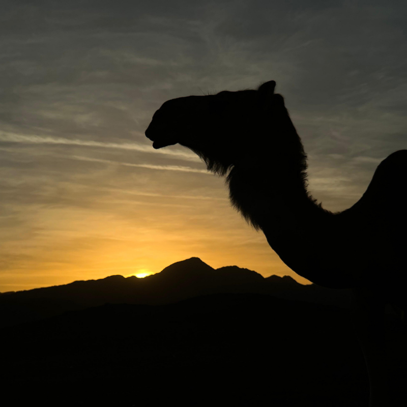 Al-Qaswa: Witness to Sacred History | Bradford Literature Festival